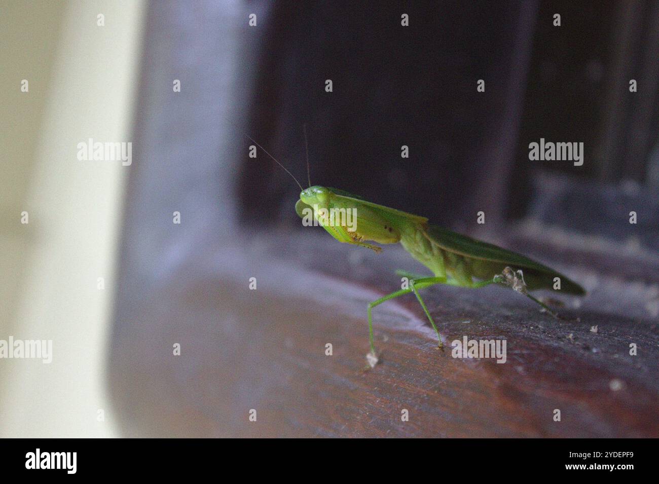 Peruvian Shield Mantis (Choeradodis rhombicollis Stock Photo - Alamy