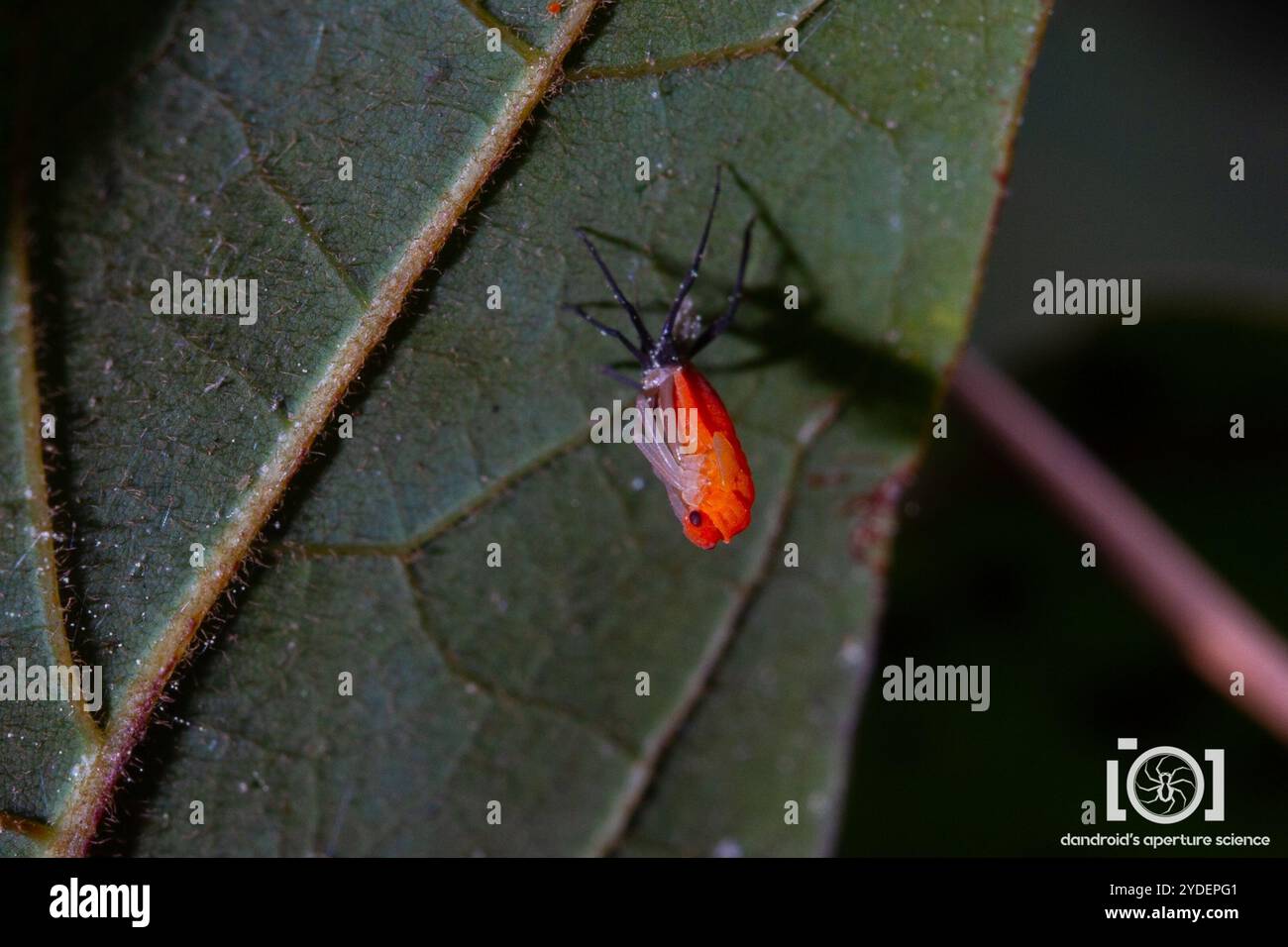 True Bugs (Heteroptera Stock Photo - Alamy