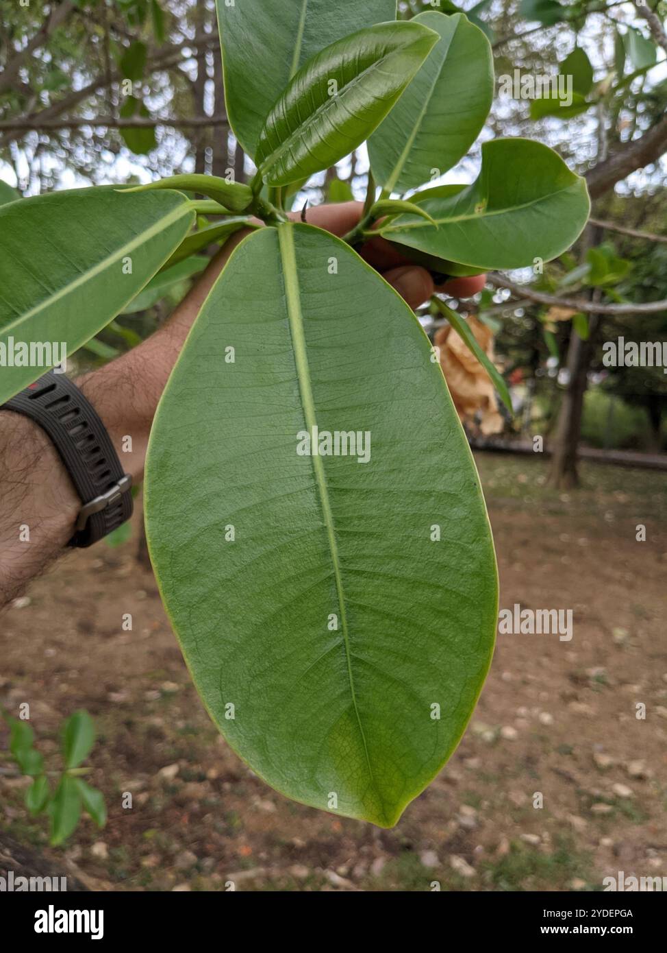 Florida Strangler Fig (Ficus aurea Stock Photo - Alamy