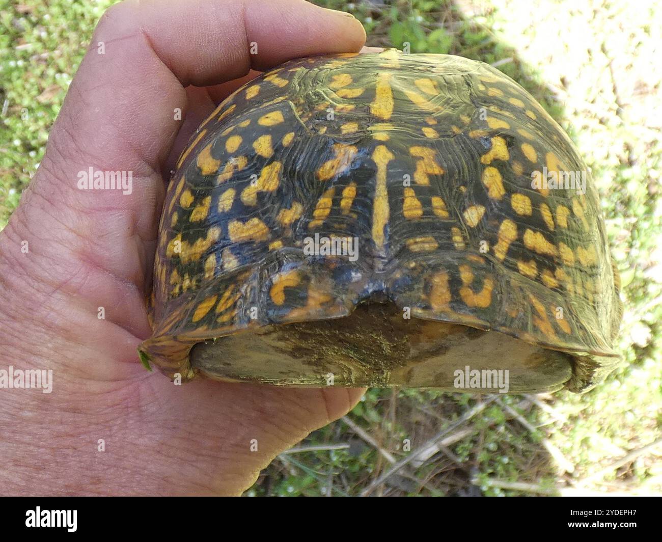 Eastern Box Turtle (Terrapene carolina carolina Stock Photo - Alamy