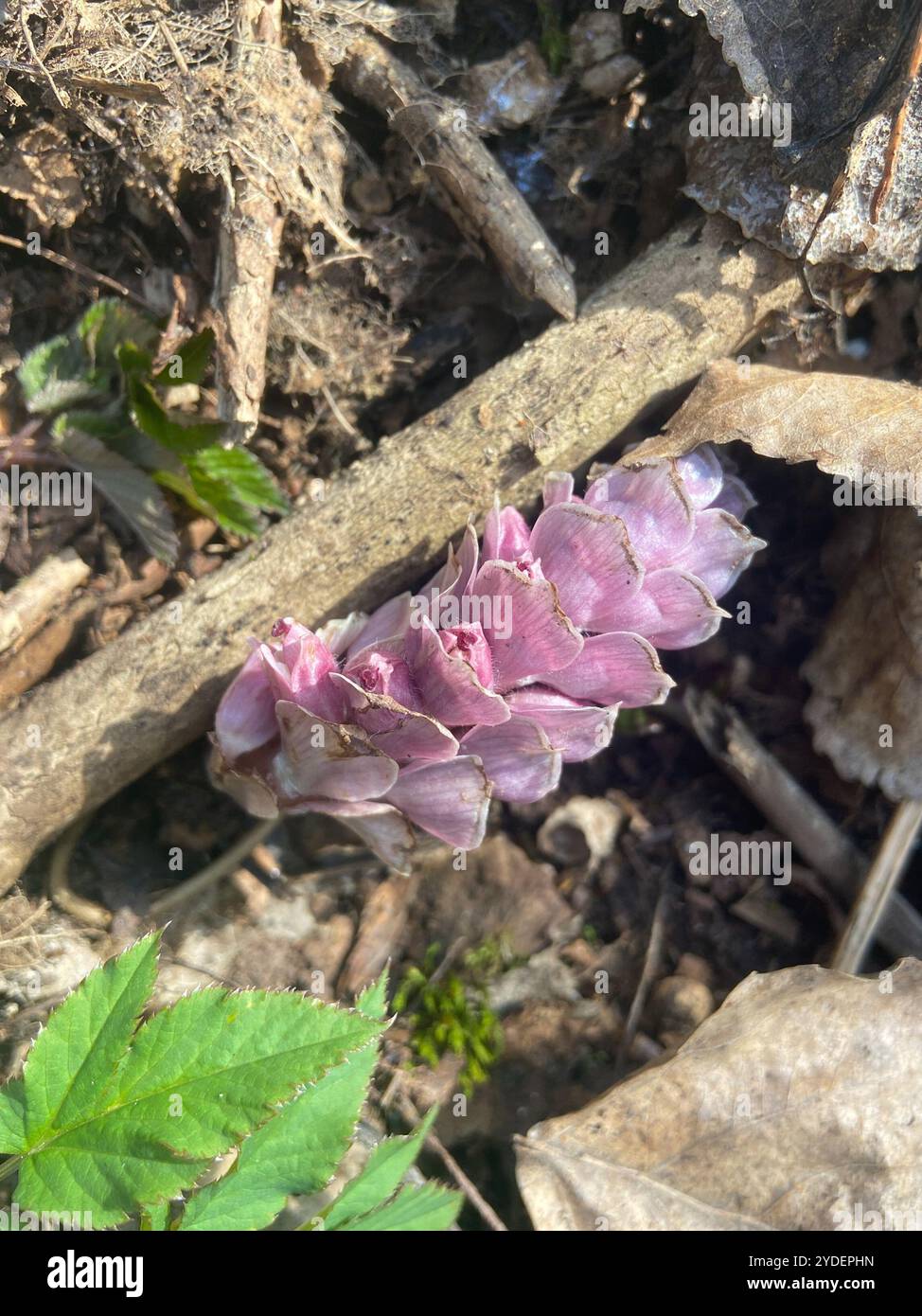 Common Toothwort (Lathraea squamaria Stock Photo - Alamy