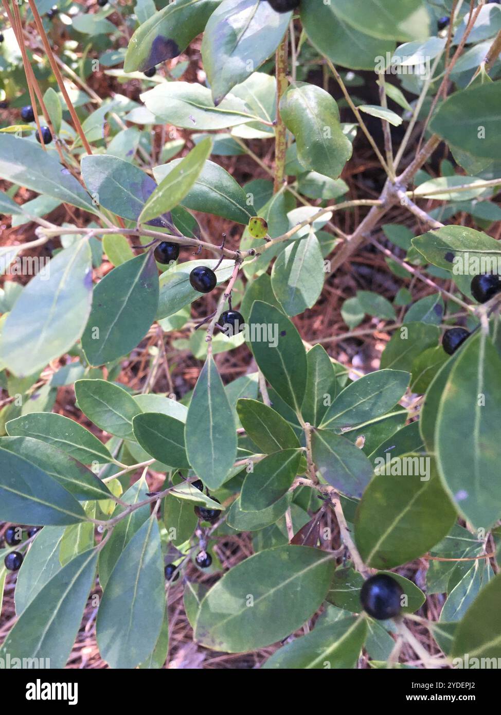 gallberry (Ilex glabra Stock Photo - Alamy