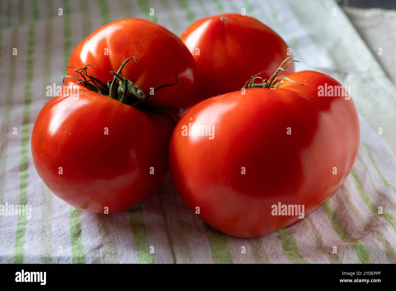 Organic farming, fresh ripe red tomatoes from farm in Brittany, France ...