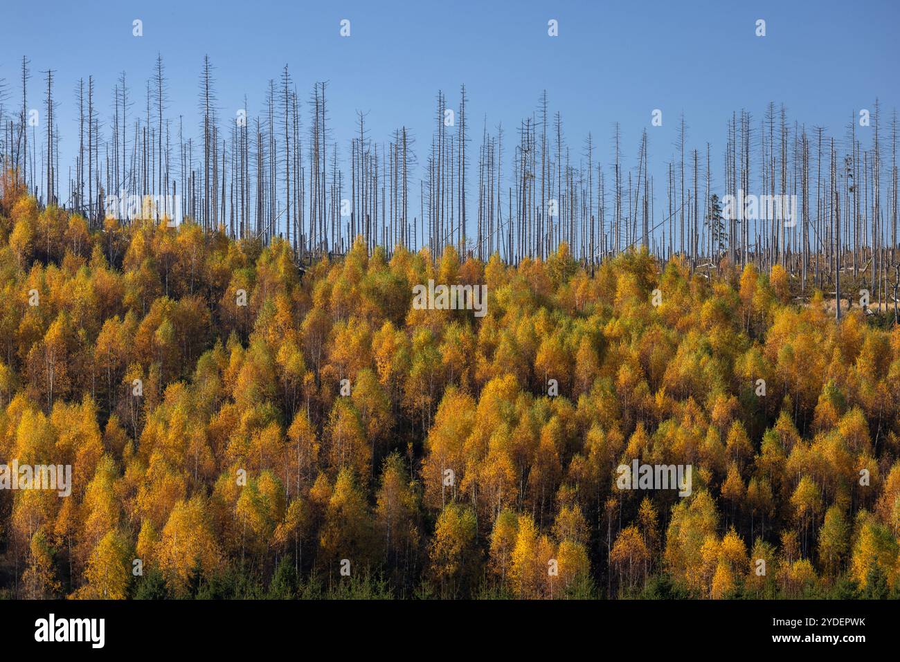 Europa Deutschland Sachsen-Anhalt Harz: Neuer Wald ensteht vor alten ...
