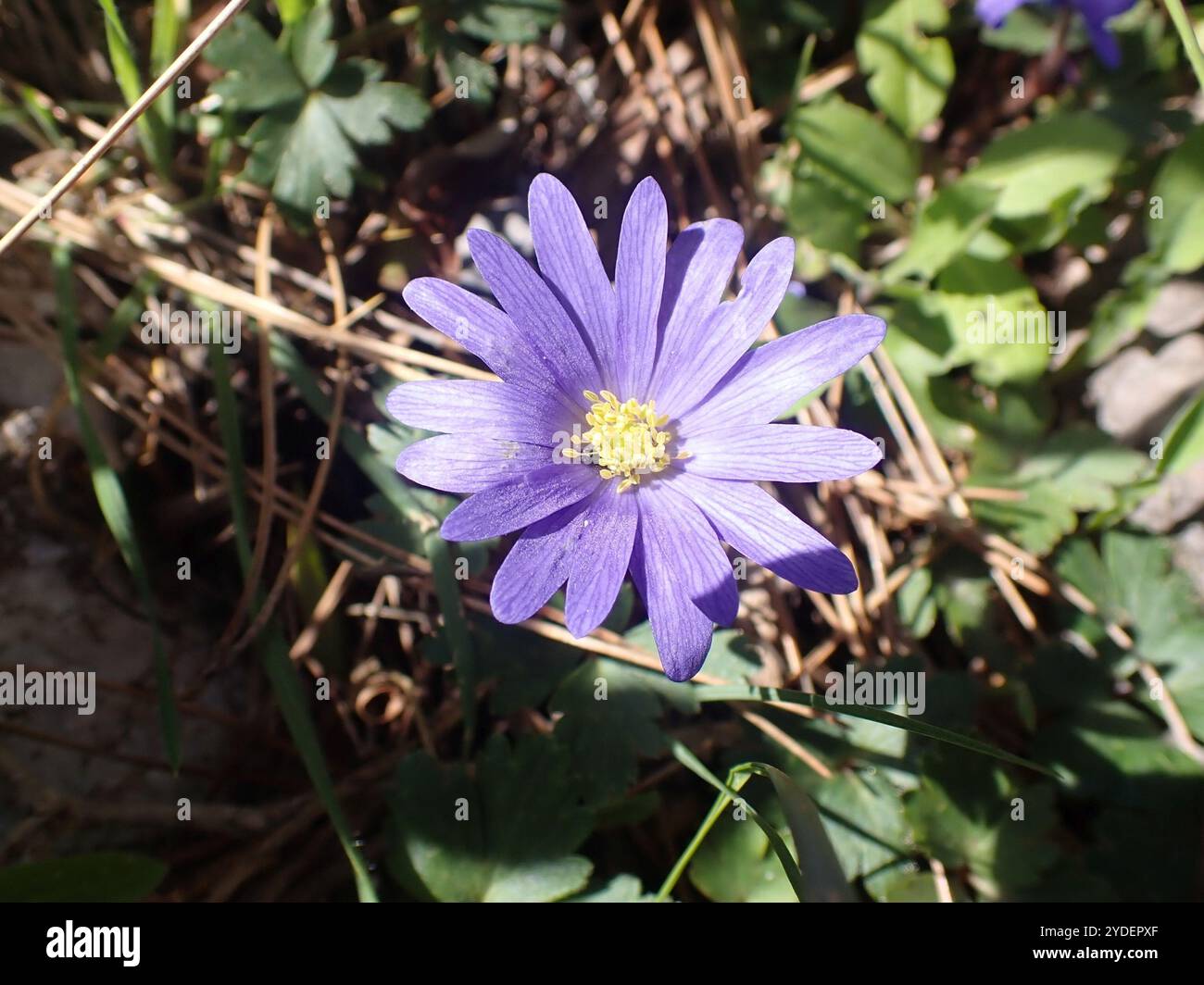 Greek Anemone (Anemonoides blanda Stock Photo - Alamy