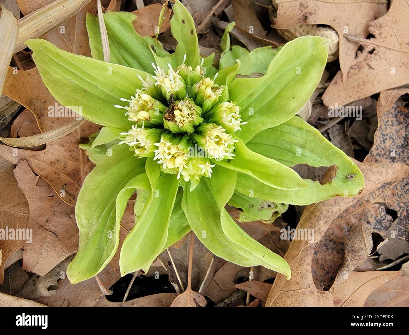 Giant Butterbur (Petasites japonicus Stock Photo - Alamy