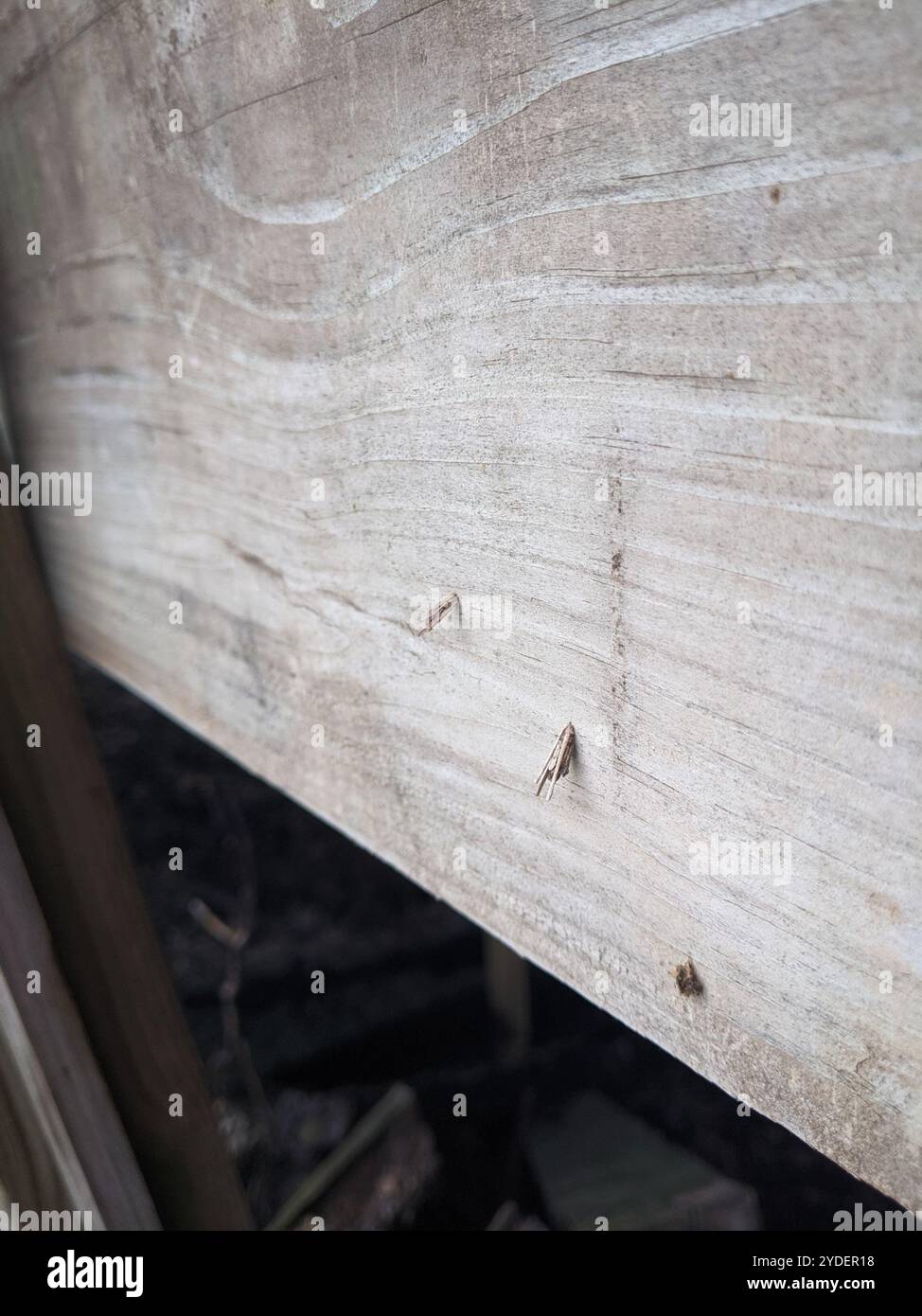 Common Bagworm Moth (Psyche casta Stock Photo - Alamy