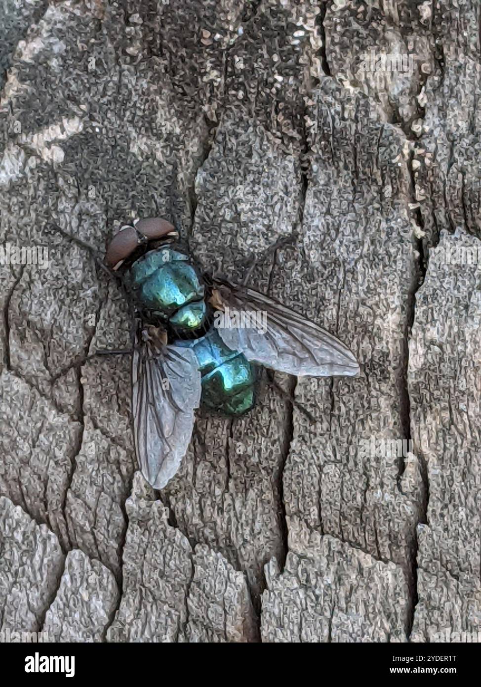 Black Blow Fly (Phormia regina Stock Photo - Alamy