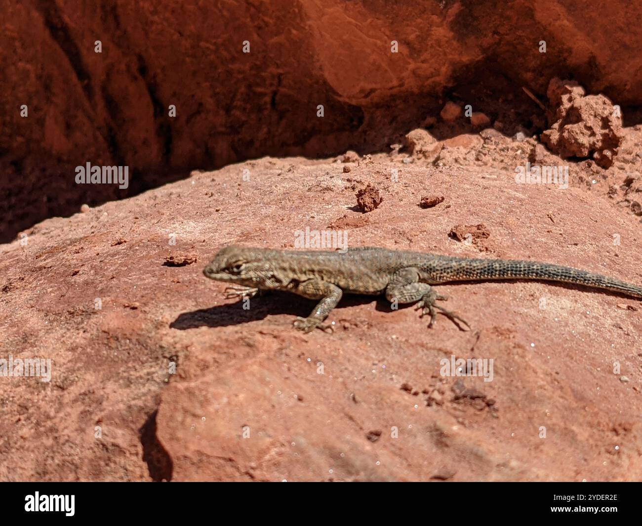 Common Side-blotched Lizard (Uta stansburiana Stock Photo - Alamy