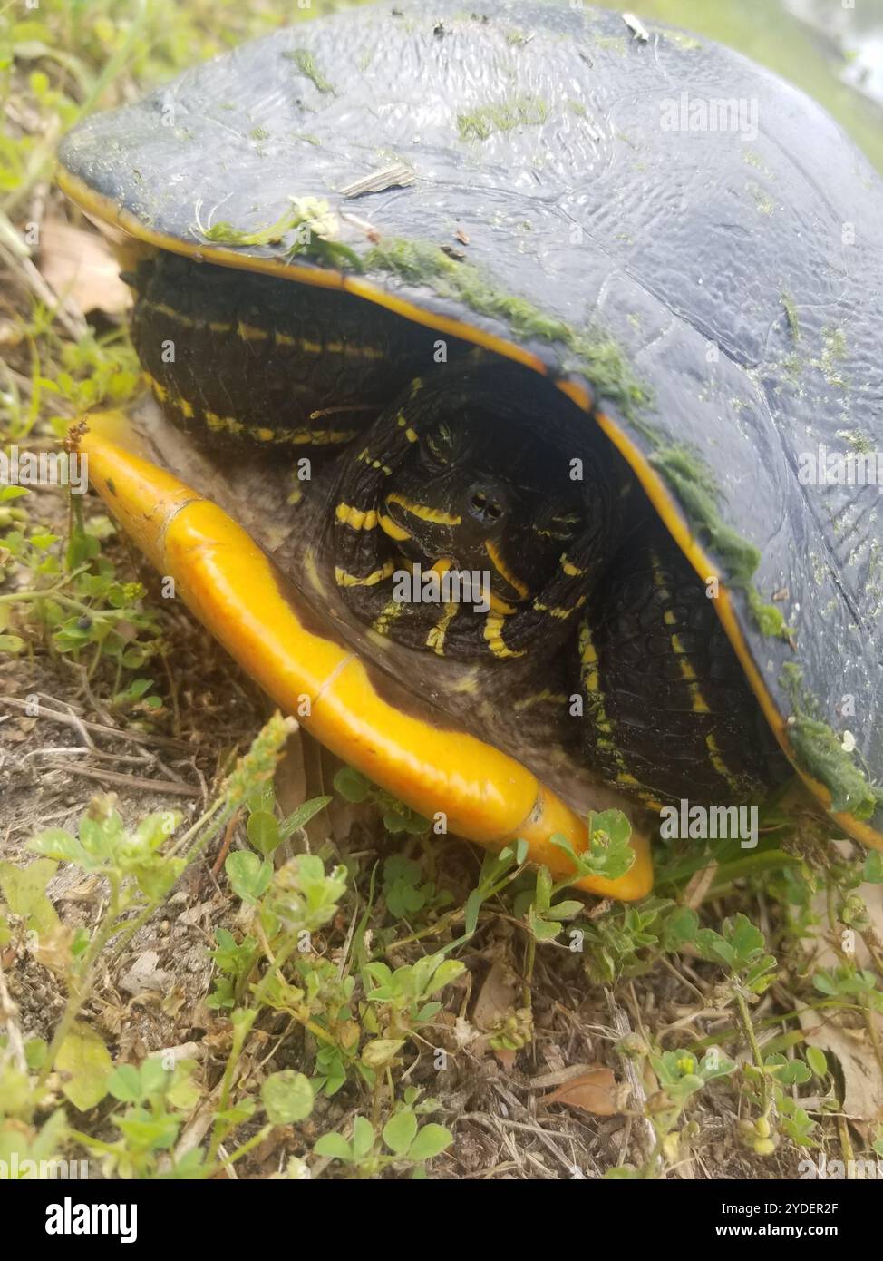 Florida Redbelly Turtle (Pseudemys nelsoni Stock Photo - Alamy