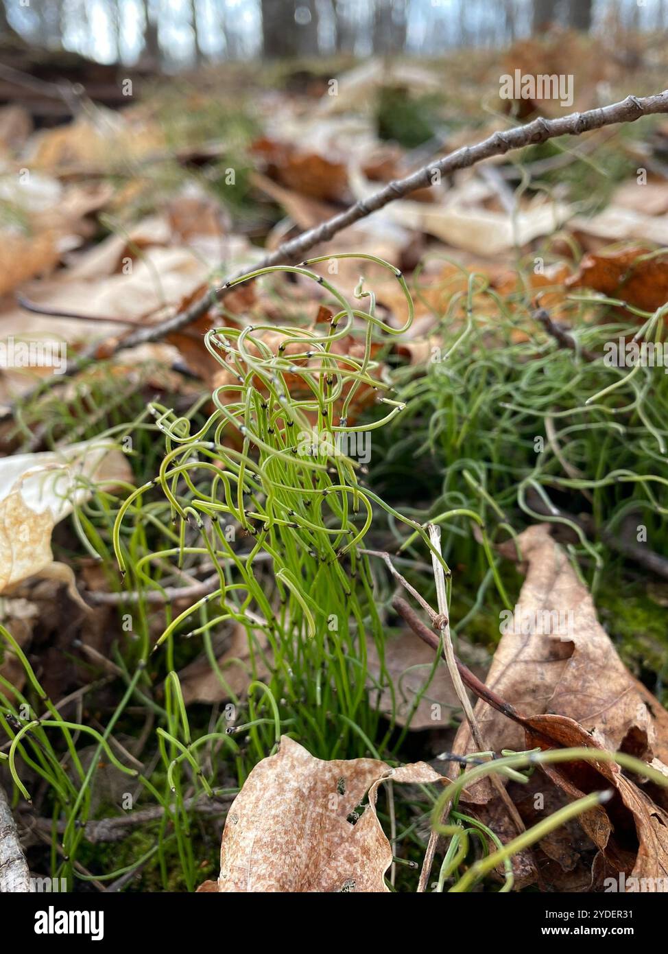 dwarf horsetail (Equisetum scirpoides Stock Photo - Alamy