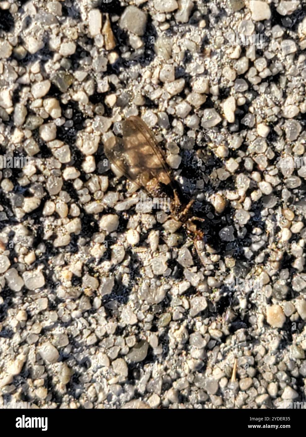Western Subterranean Termite (Reticulitermes hesperus Stock Photo - Alamy