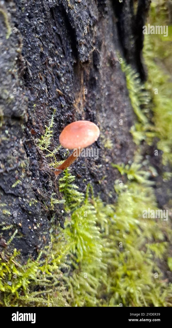 orange bonnet (Mycena acicula Stock Photo - Alamy