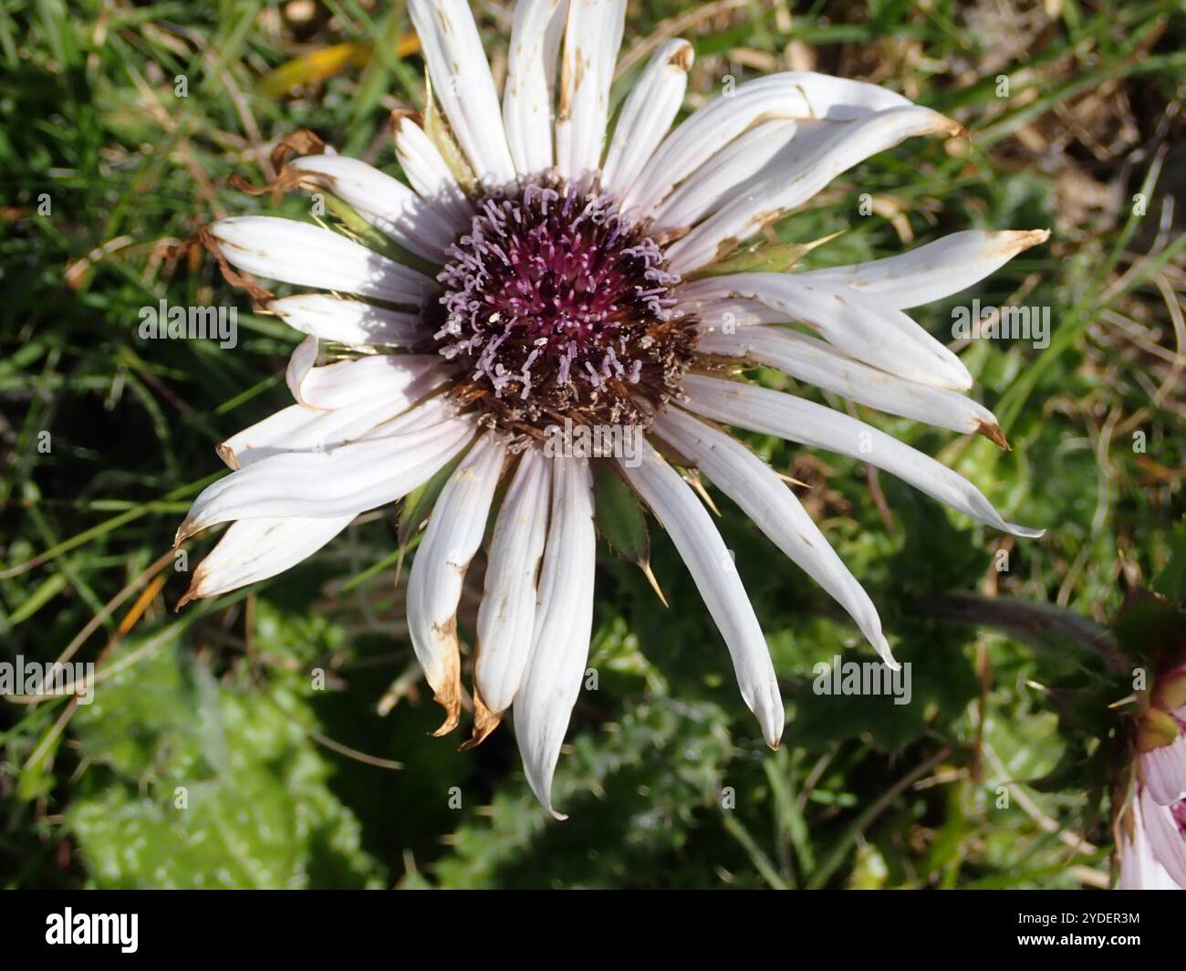 Purple African Thistle (Berkheya purpurea Stock Photo - Alamy