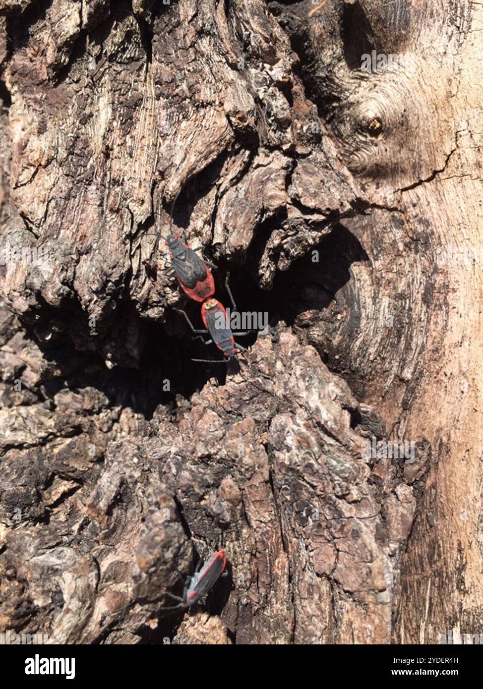 Red-shouldered Bug (Jadera haematoloma Stock Photo - Alamy