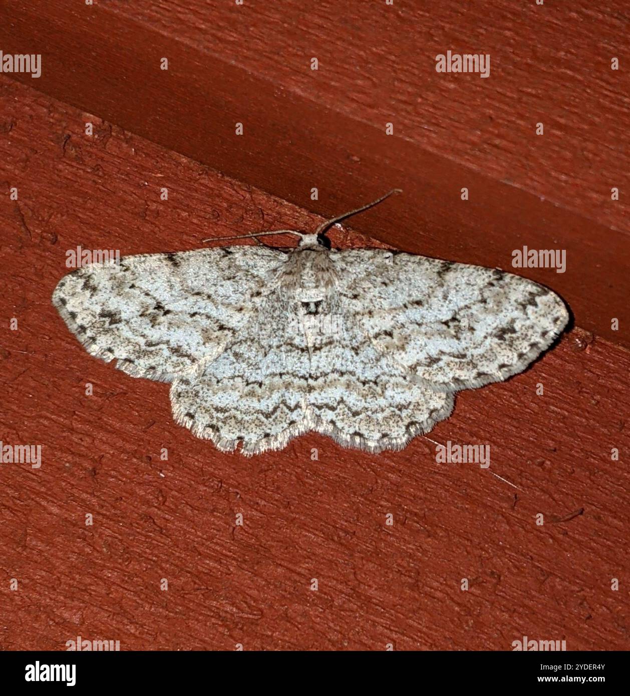 Small Engrailed (Ectropis crepuscularia Stock Photo - Alamy