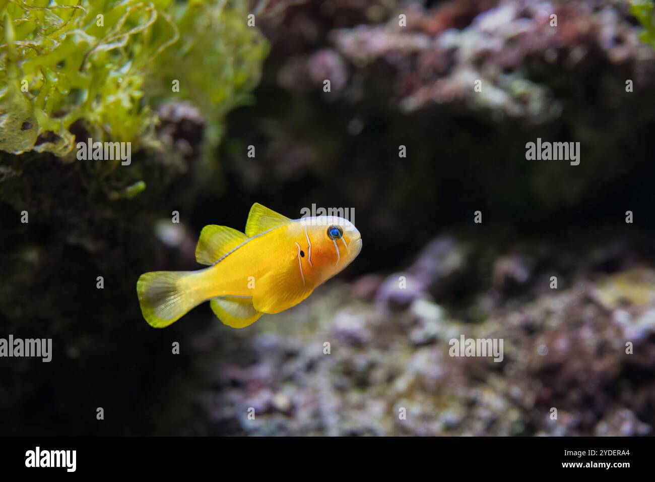 The yellow clown goby, Gobiodon okinawae, is native to the western ...