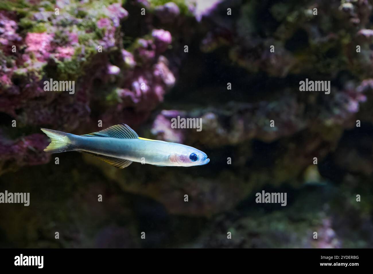 Ptereleotris evides, the Blackfin dartfish or scissortail goby Stock ...
