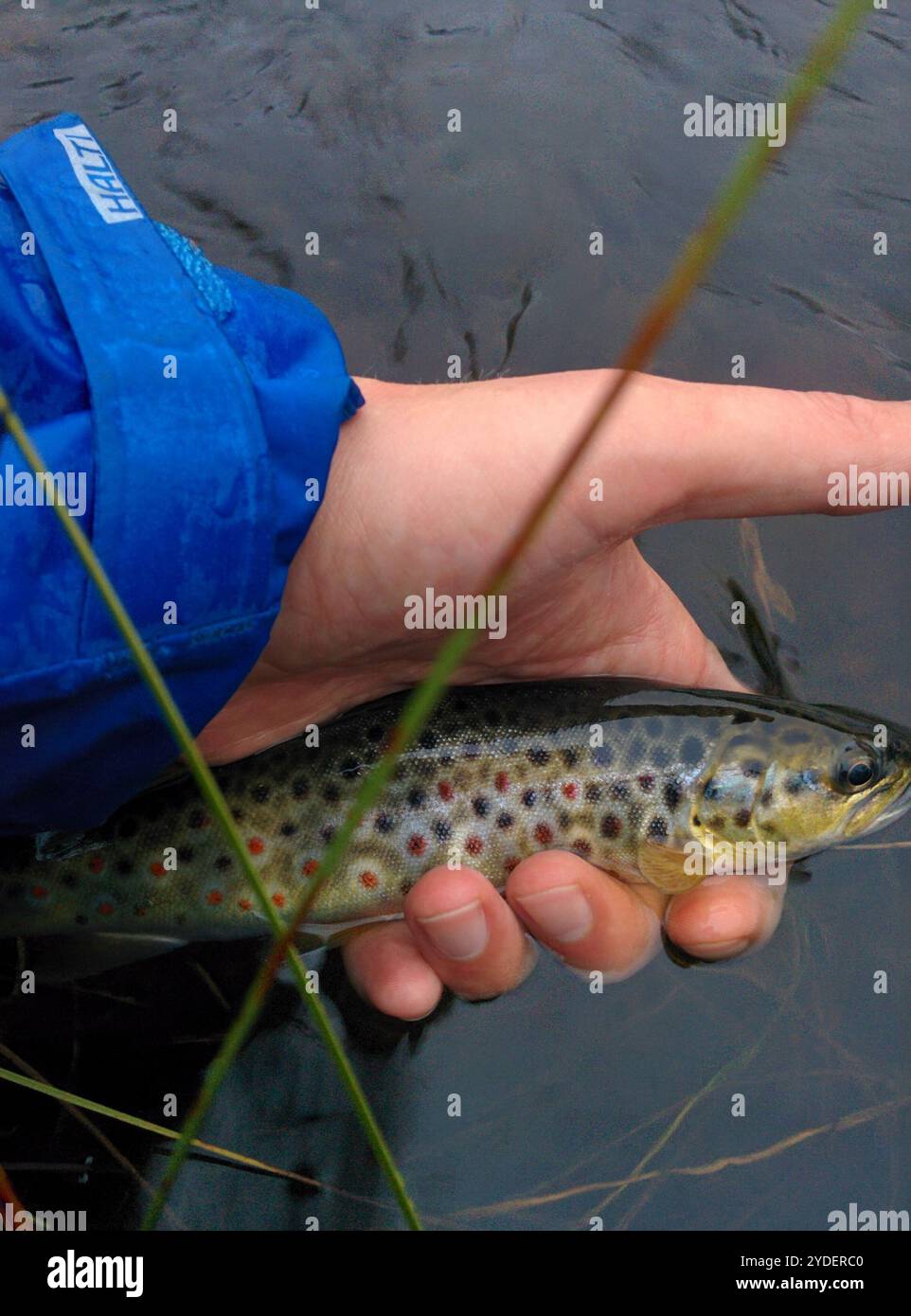 Brown Trout (Salmo trutta Stock Photo - Alamy