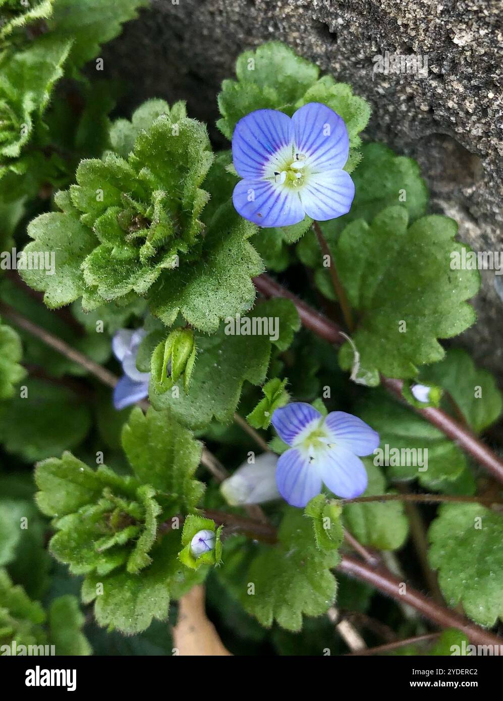 bird's-eye speedwell (Veronica persica Stock Photo - Alamy