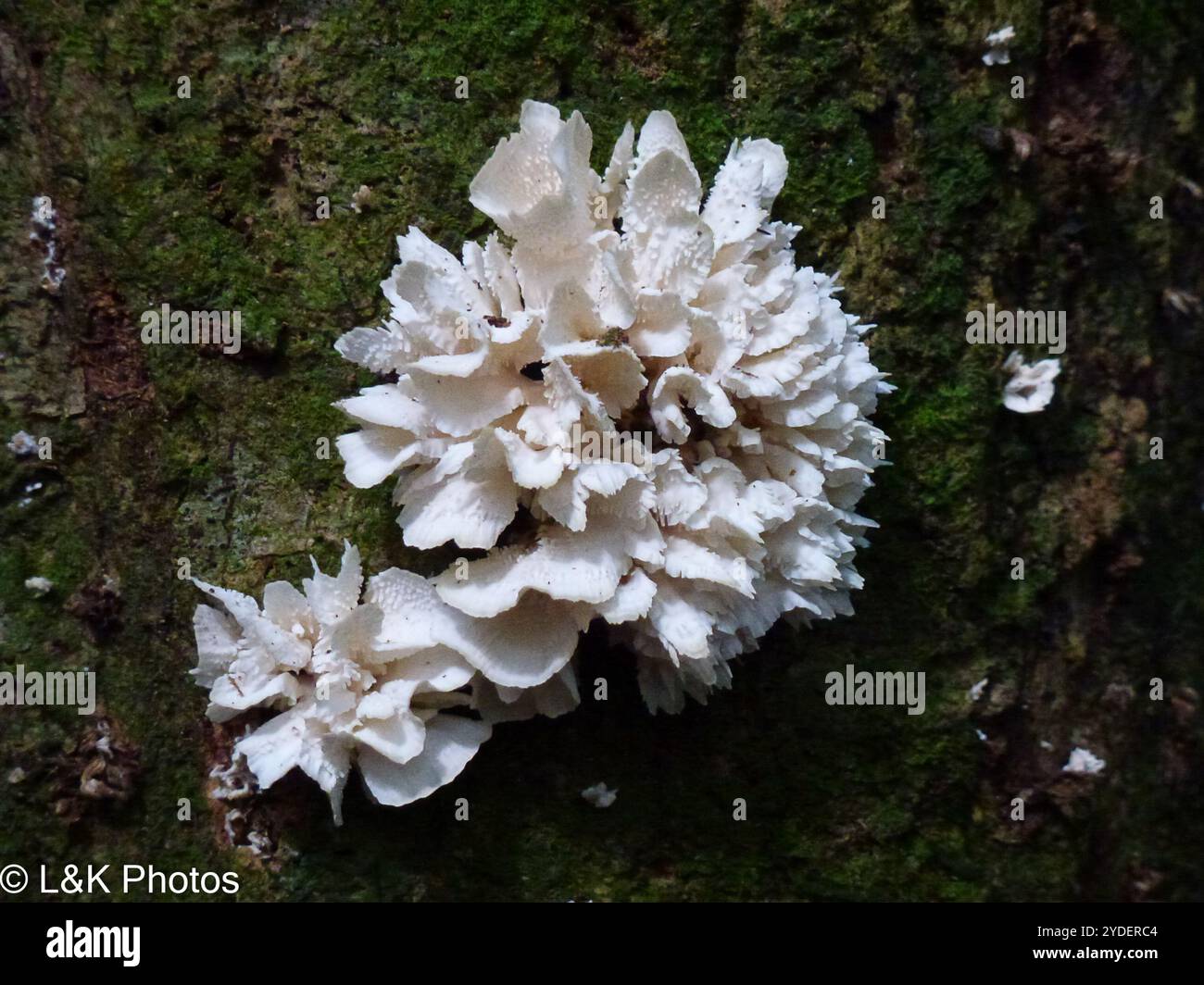 poretooth rosette (Irpex rosettiformis Stock Photo - Alamy