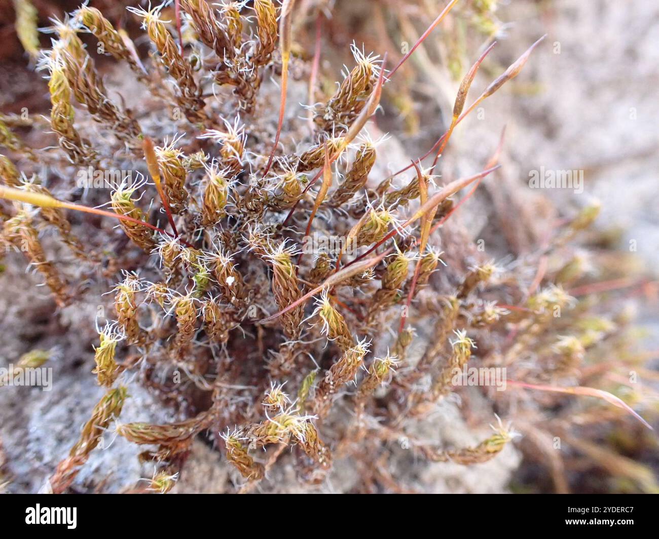 Star Moss (Syntrichia ruralis Stock Photo - Alamy