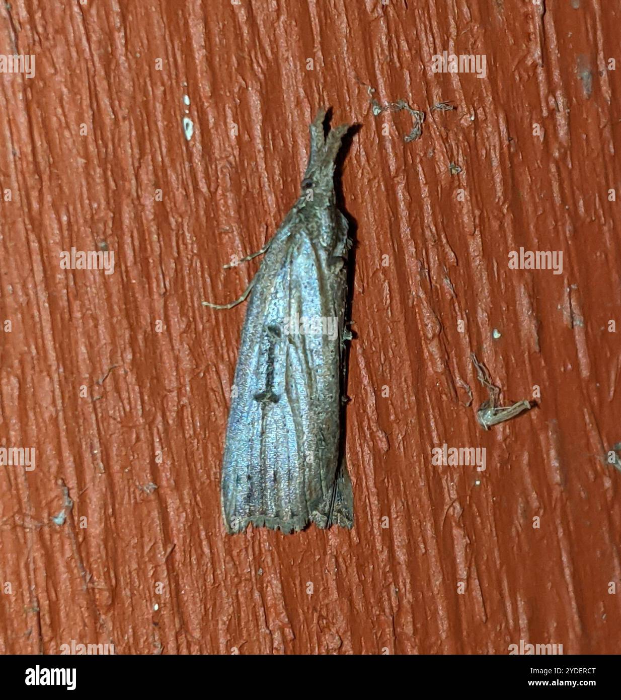 California Cloverworm Moth (Hypena californica Stock Photo - Alamy