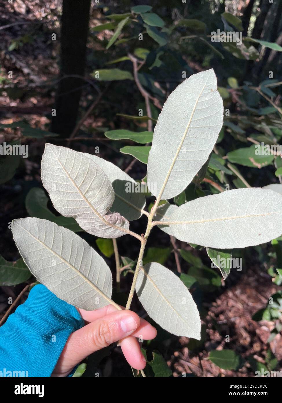 Tanoak (Notholithocarpus densiflorus Stock Photo - Alamy