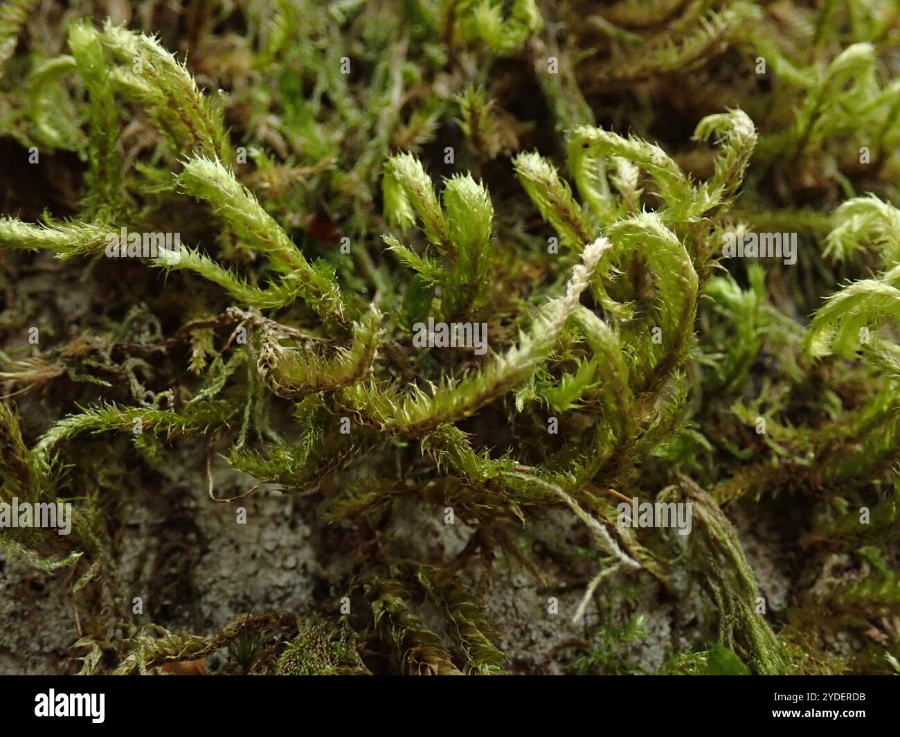 Pendulous Wing-moss (Antitrichia curtipendula Stock Photo - Alamy