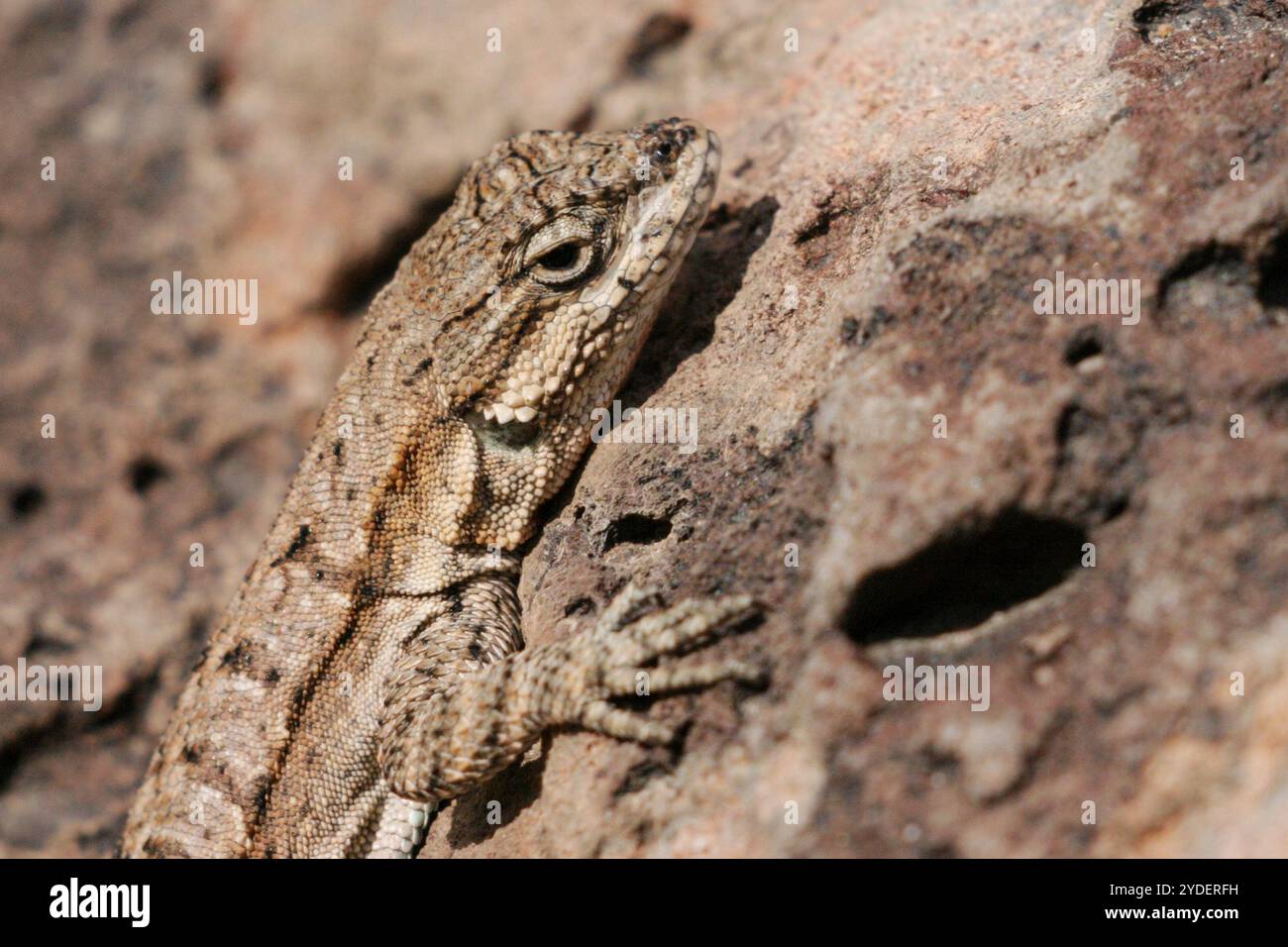 Ornate Tree Lizard (Urosaurus ornatus Stock Photo - Alamy