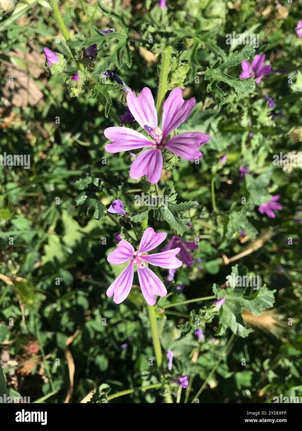 Common Mallow (Malva sylvestris Stock Photo - Alamy