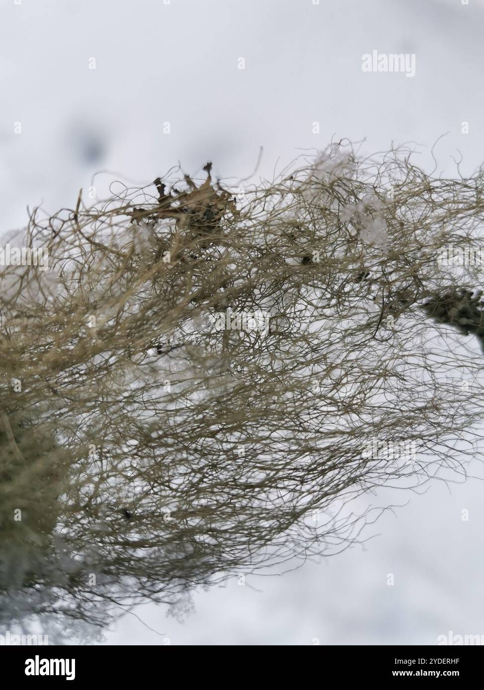 Pale-footed Horsehair Lichen (Bryoria fuscescens Stock Photo - Alamy