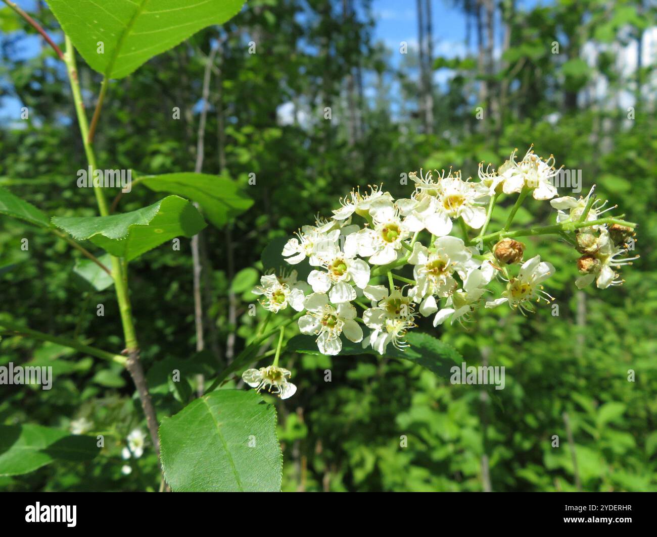 chokecherry (Prunus virginiana Stock Photo - Alamy