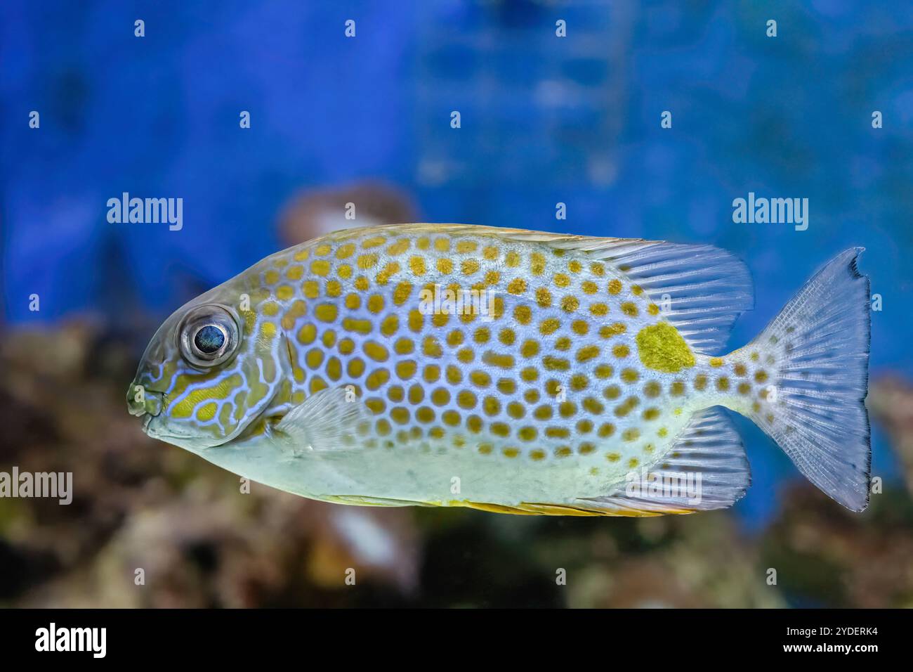 Orange spotted rabbitfish hi-res stock photography and images - Alamy