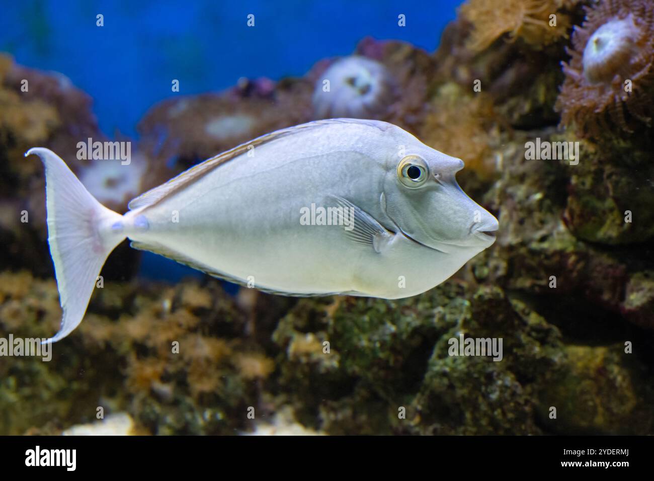 The bluespine unicornfish, Naso unicornis, can grow up to 70 cm Stock ...