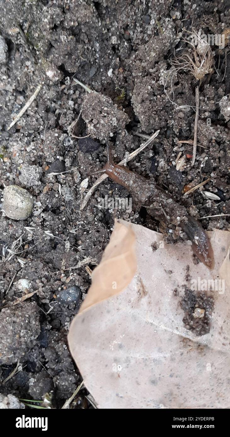 Threeband Slugs (Ambigolimax Stock Photo - Alamy