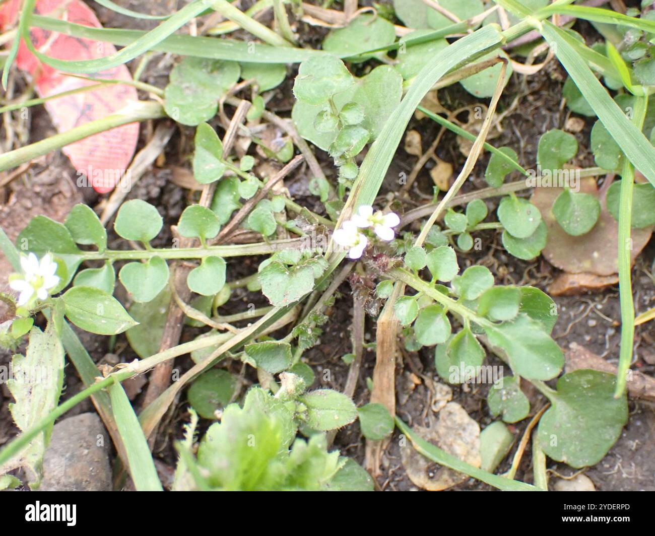 hairy bittercress (Cardamine hirsuta Stock Photo - Alamy