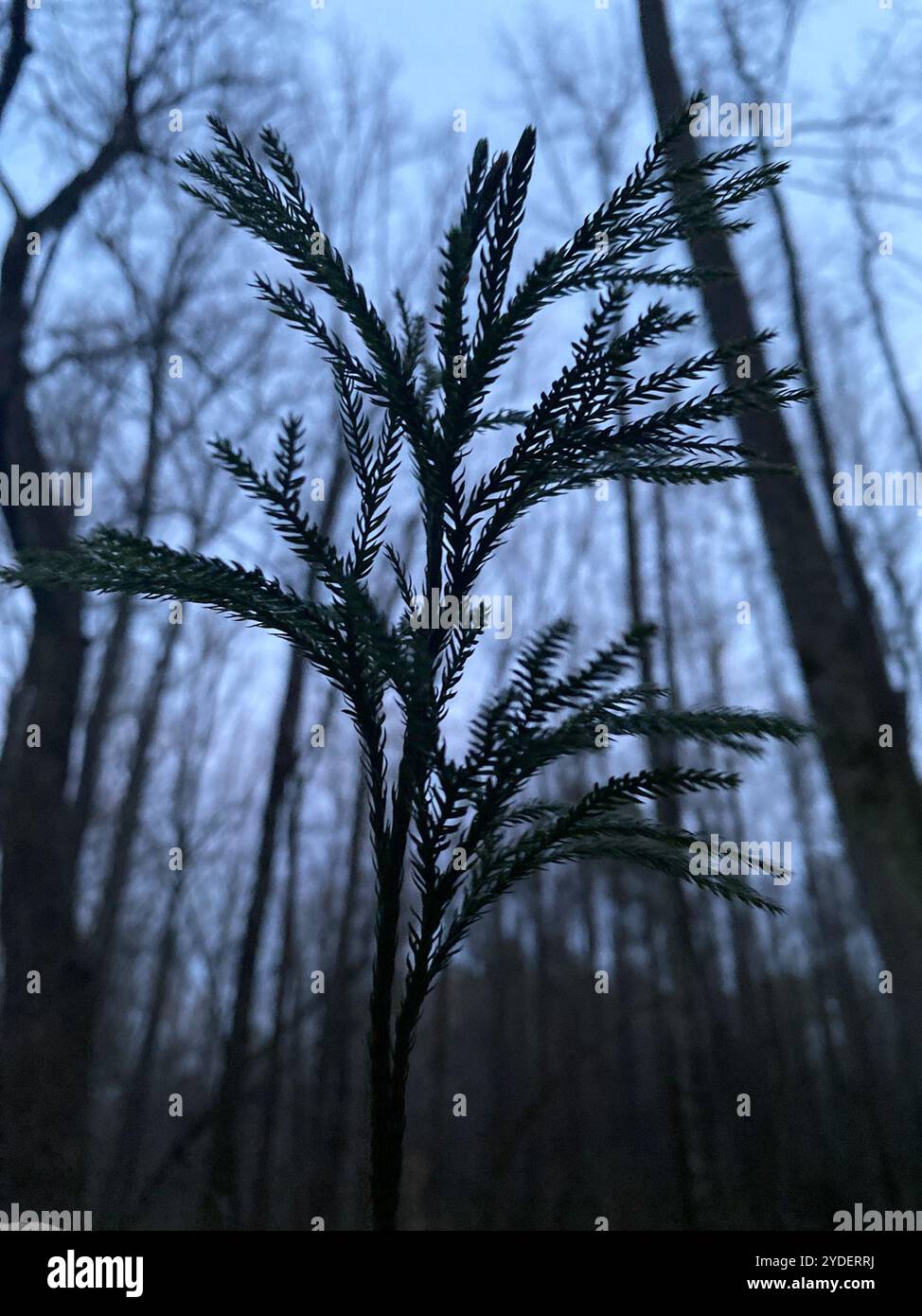 flat-branched tree-clubmoss (Dendrolycopodium obscurum Stock Photo - Alamy