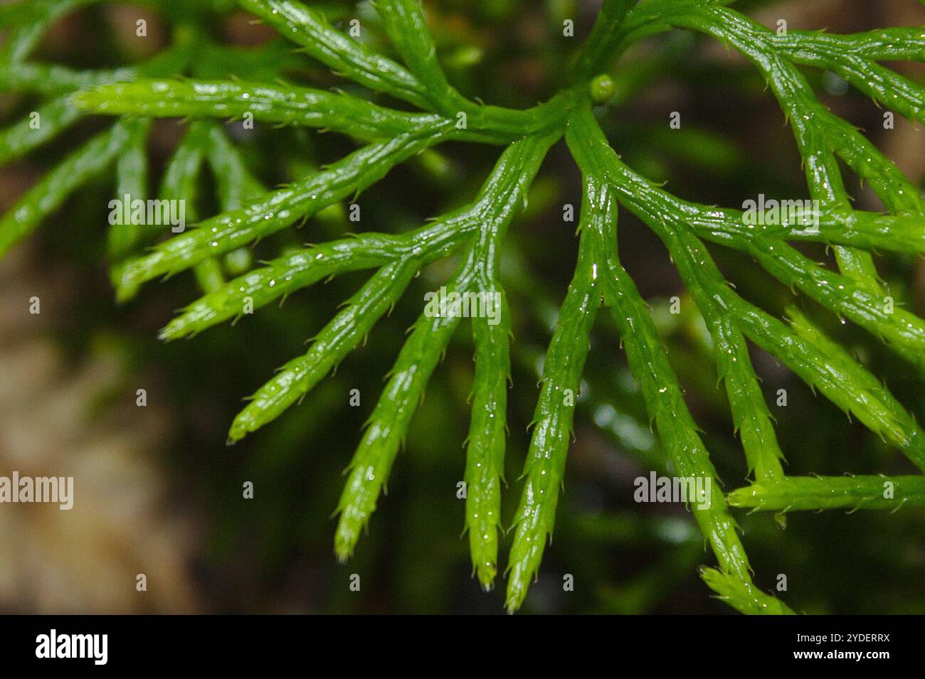 fan clubmoss (Diphasiastrum digitatum Stock Photo - Alamy