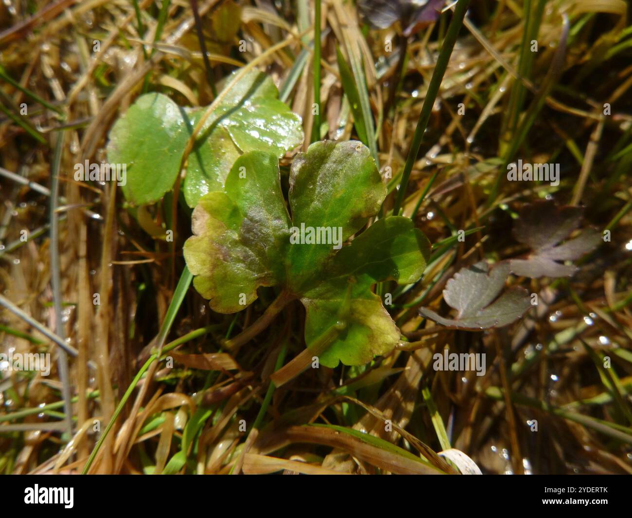 Goldilocks Buttercup (Ranunculus auricomus Stock Photo - Alamy