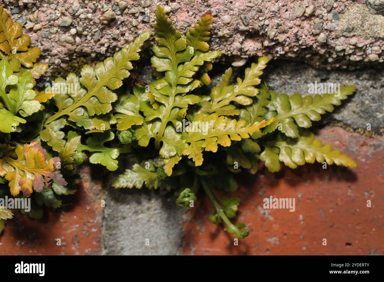 black spleenwort (Asplenium adiantum-nigrum Stock Photo - Alamy