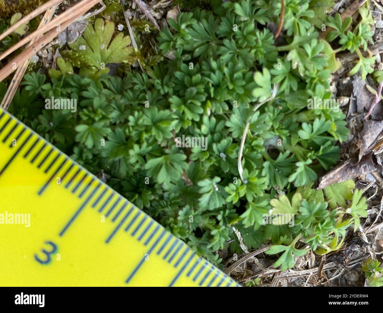 Slender parsley-piert (Alchemilla australis Stock Photo - Alamy