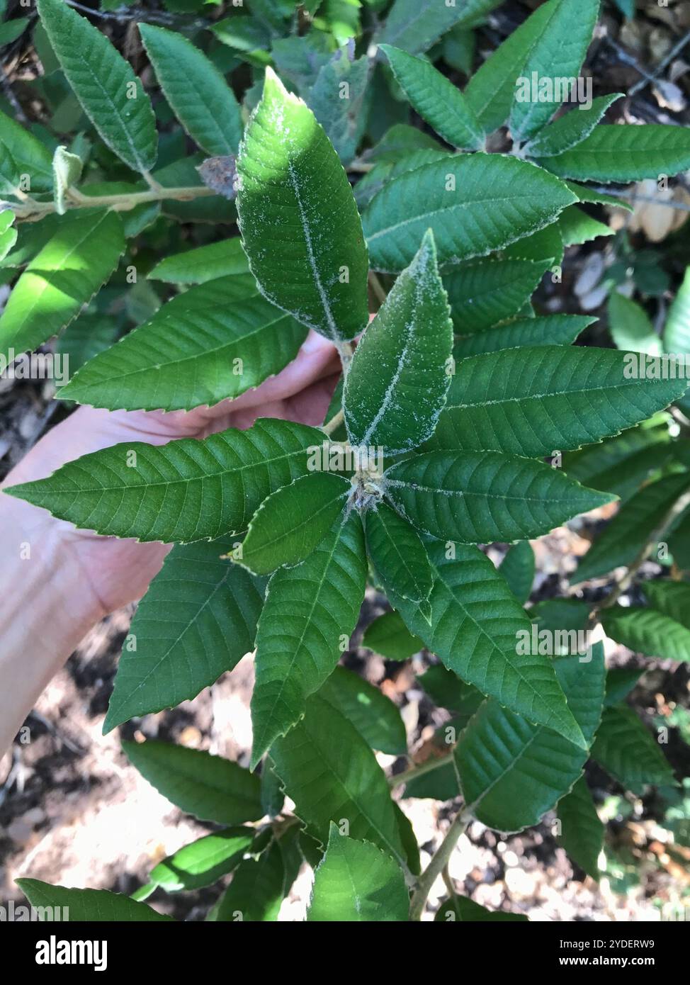 Tanoak (Notholithocarpus densiflorus Stock Photo - Alamy