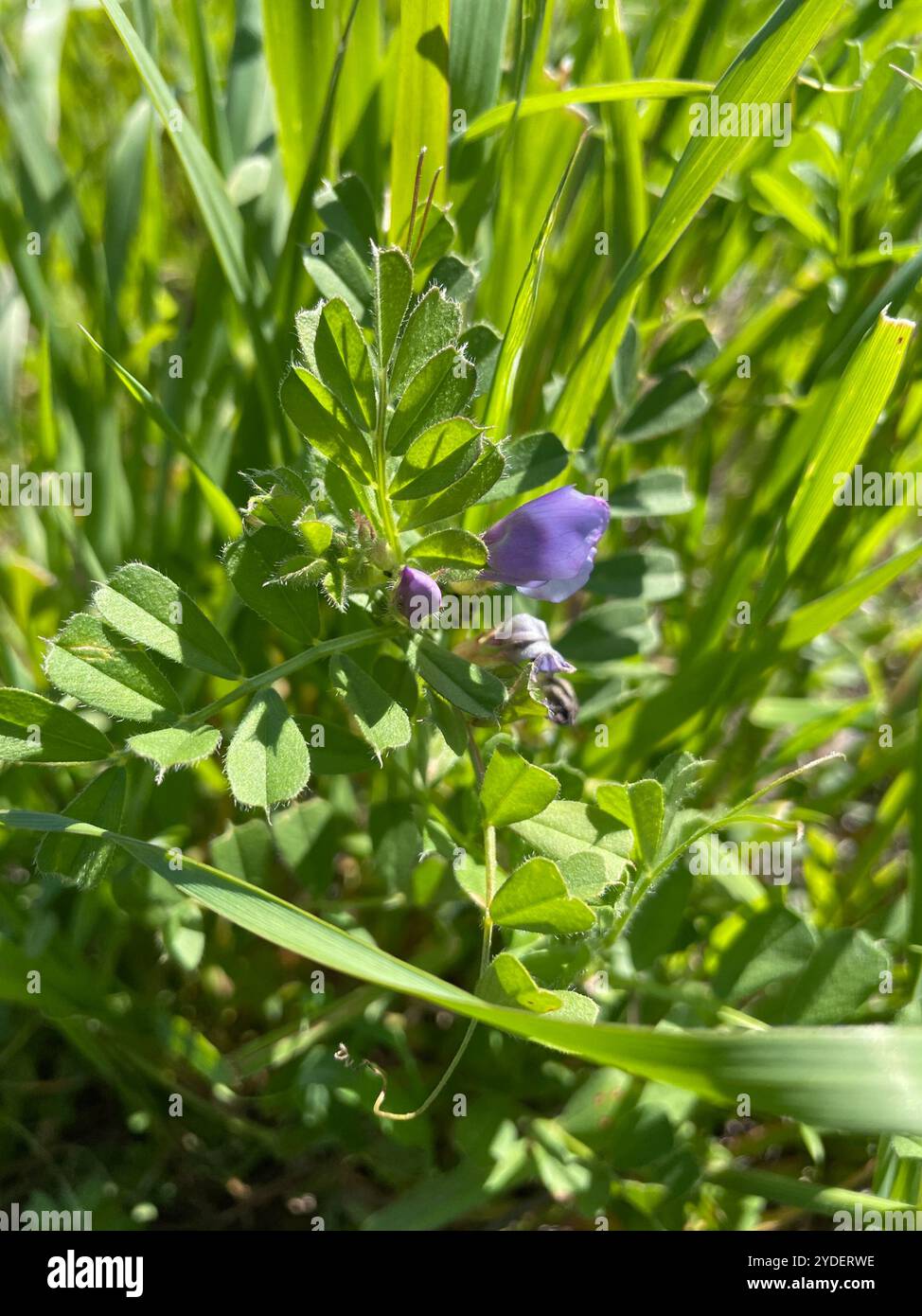 Common Vetch (Vicia sativa Stock Photo - Alamy