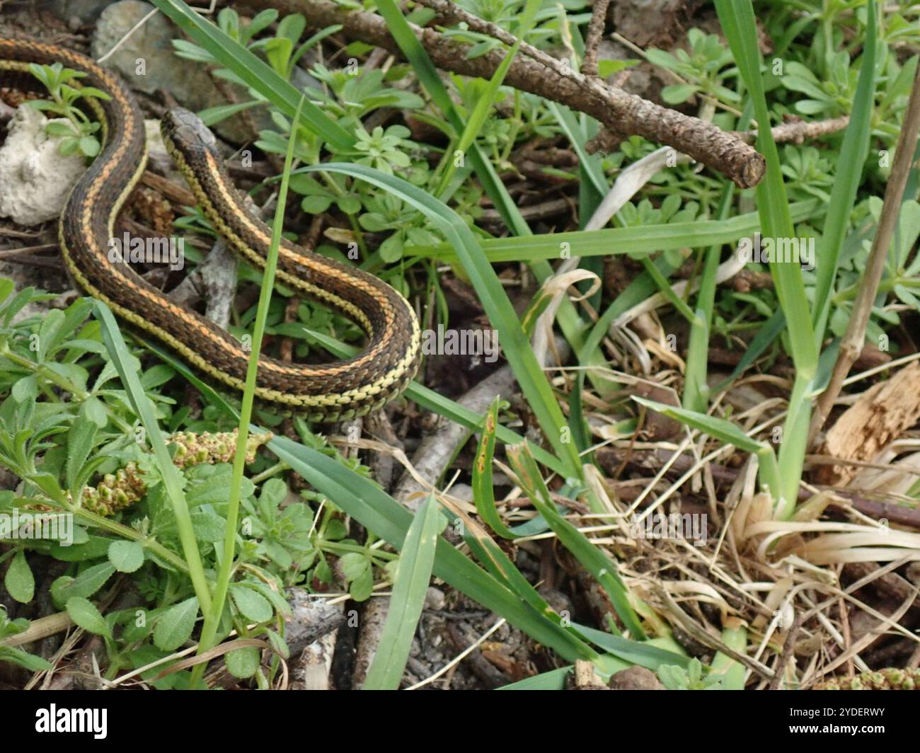 Northwestern Garter Snake (Thamnophis ordinoides Stock Photo - Alamy