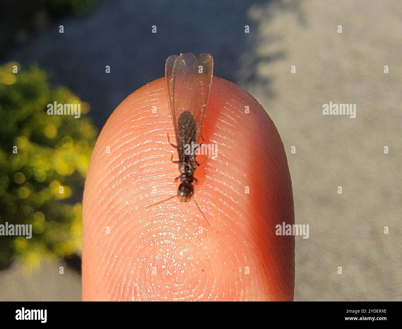 Western Subterranean Termite (Reticulitermes hesperus Stock Photo - Alamy