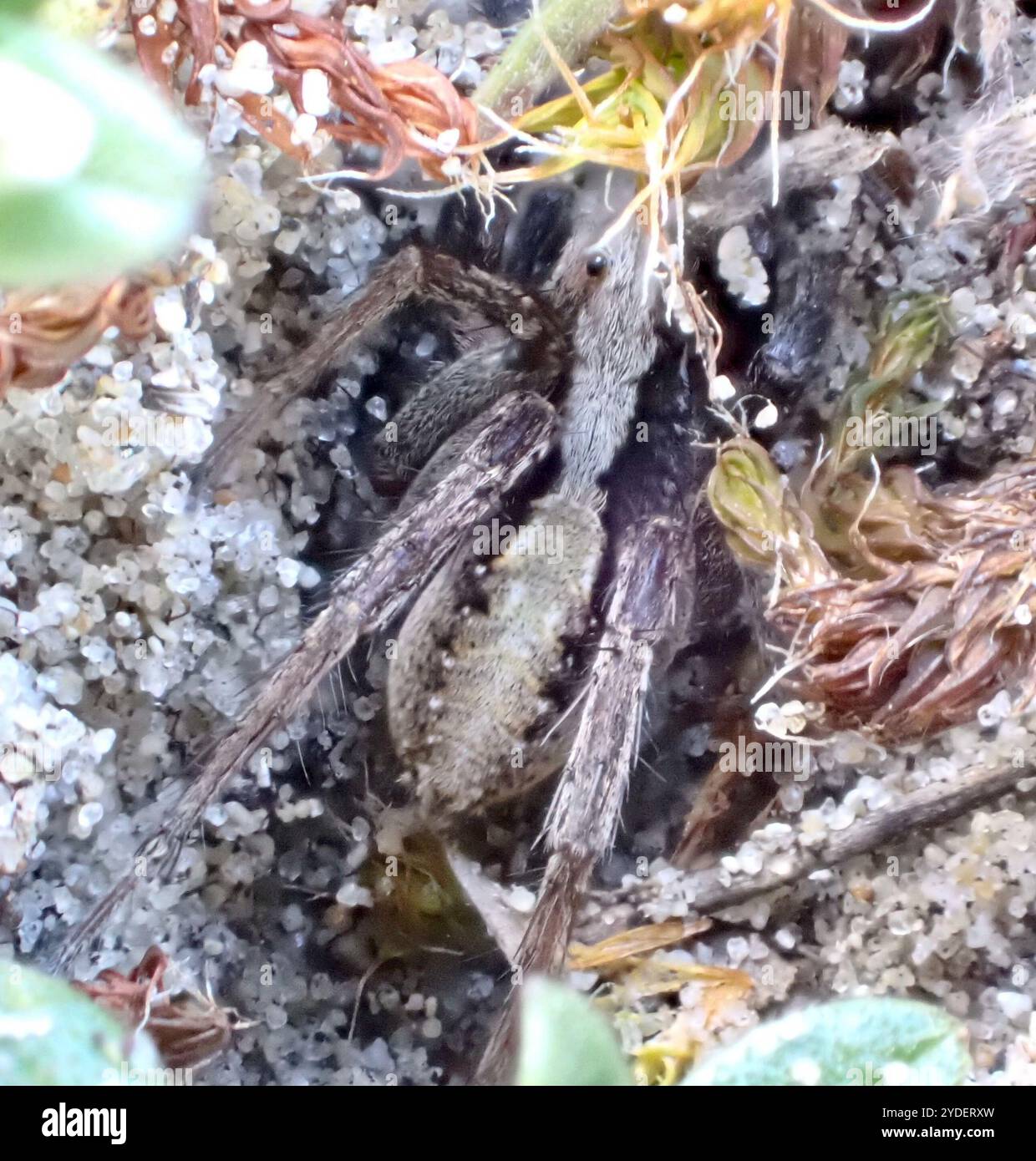 Fox Spiders (Alopecosa Stock Photo - Alamy