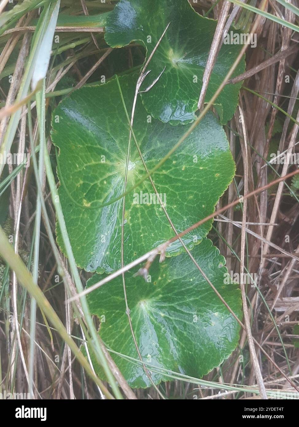 Mount Cook lily (Ranunculus lyallii Stock Photo - Alamy