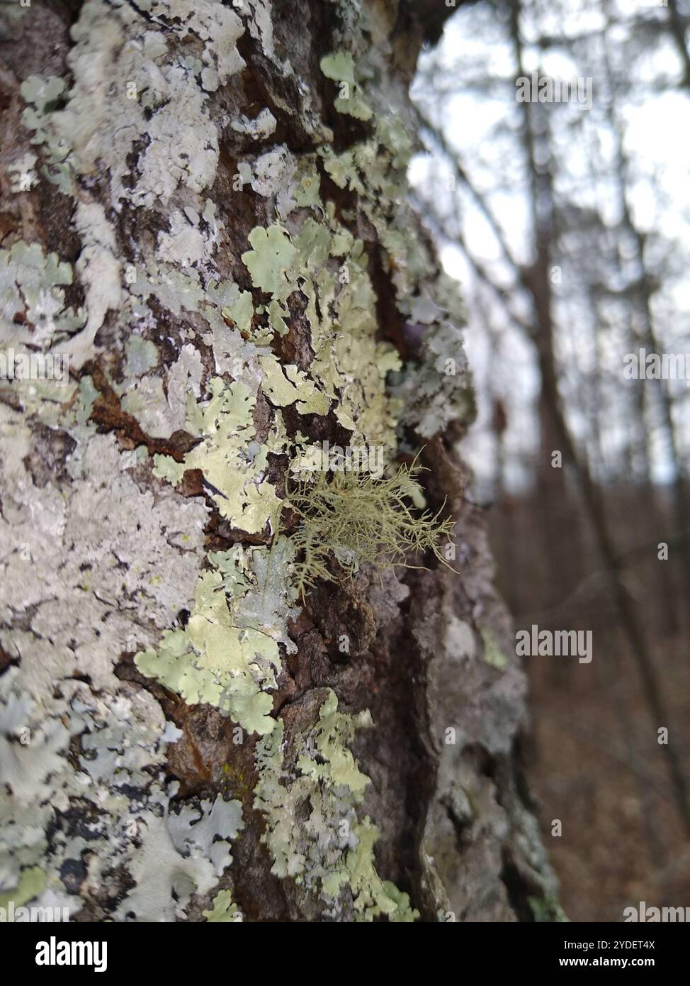 Bristly Beard Lichen (Usnea hirta Stock Photo - Alamy