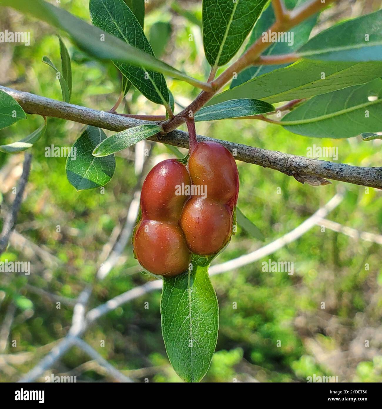Willow Apple Gall Sawfly (Euura californica Stock Photo - Alamy
